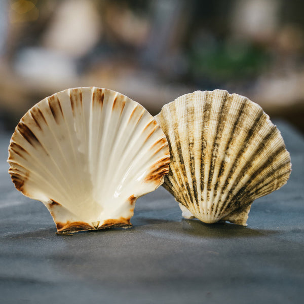 Scallop Shell – Balgove Larder Farm Shop, Butchery & Cafe
